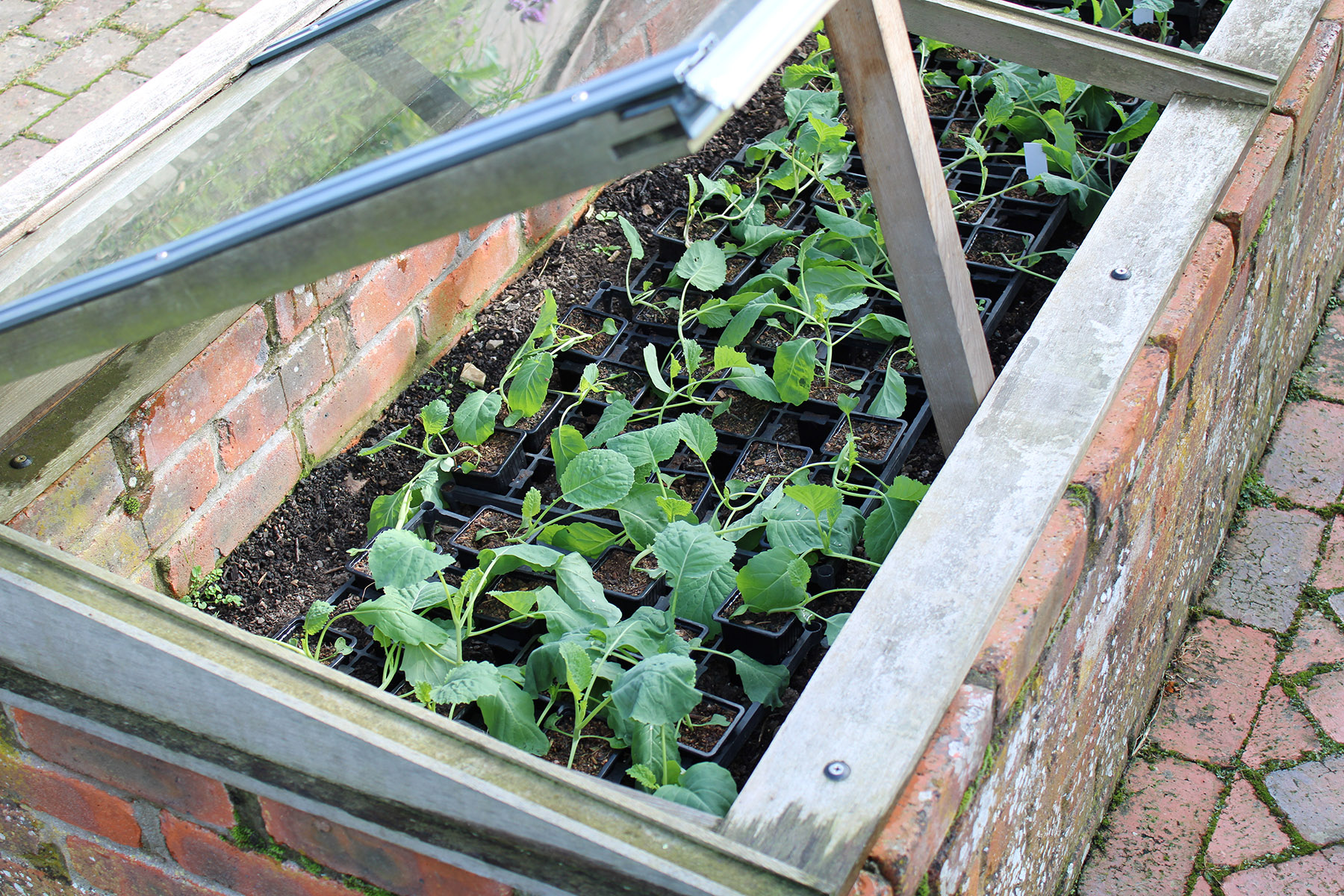DIY Cold Frames to Grow More Food – Mother Earth News